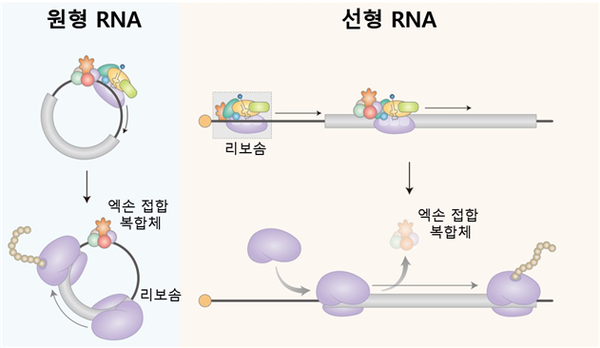 KAIST, 원형 RNA서 새 단백질 합성과정 첫 규명…"고효율 백신개발 기대"