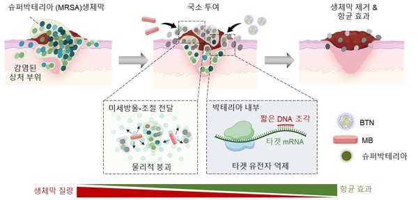 KAIST, 미세방울 기반 '나노-유전자 전달 플랫폼' 개발…"슈퍼박테리아 감염증 치료"